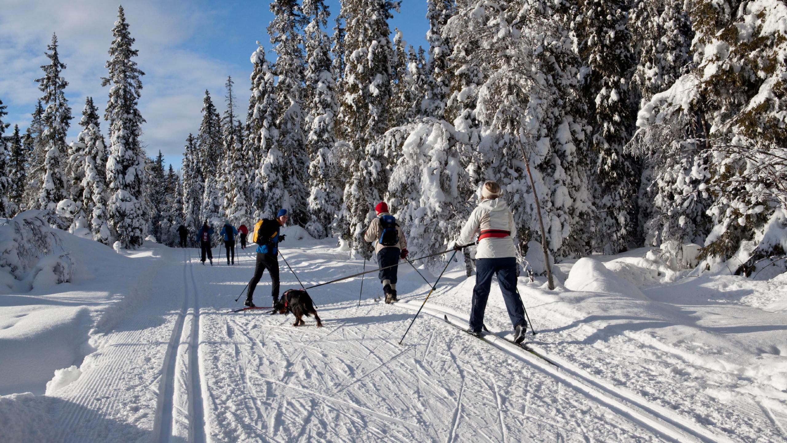 Skiurlaub im Skigebiet Sjusjøen : Skifahren mit ski-und-mehr.de